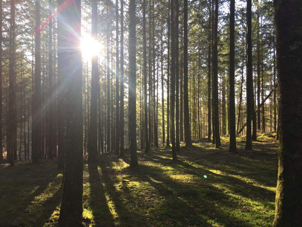 Acheter un domaine forestier : votre projet | IFP